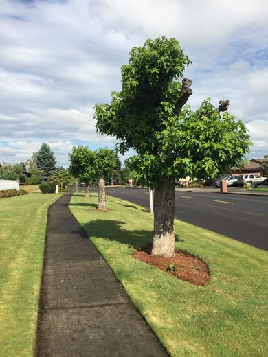 Tree Physiology Primer – All About Roots! | Portland.gov