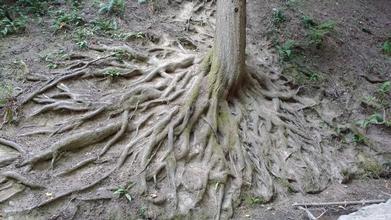 Tree Physiology Primer – All About Roots! | Portland.gov