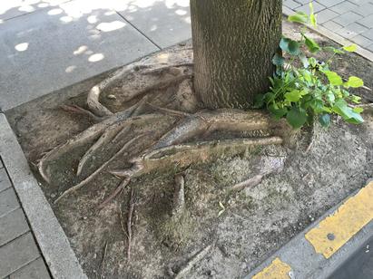 Tree Physiology Primer – All About Roots! | Portland.gov