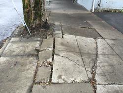 Trees and Sidewalks - Healthy Roots, Healthy Tree | Portland.gov