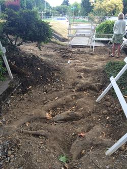 Trees and Sidewalks - Healthy Roots, Healthy Tree | Portland.gov