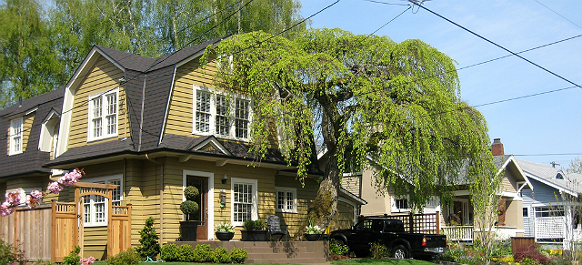 Portland Trees | The City of Portland, Oregon