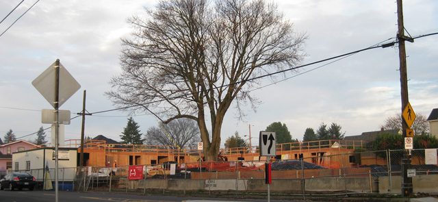 Portland Trees | The City of Portland, Oregon